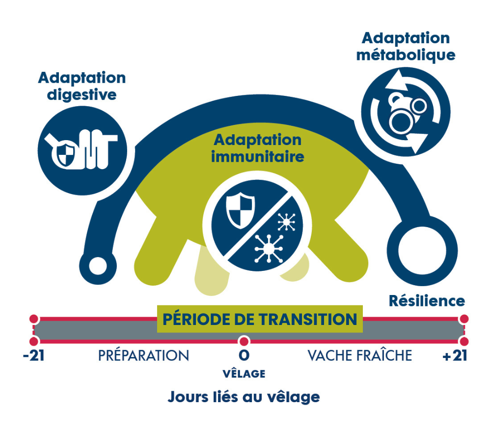 Comprendre les trois adaptations physiologiques pour une transition ...