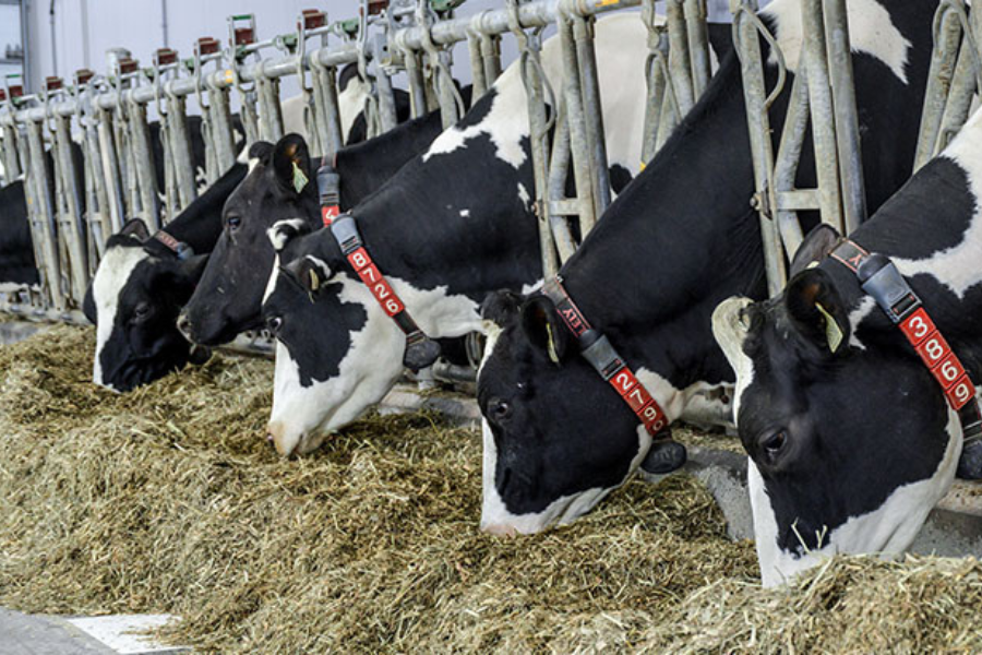 Precision feeding in robotic milking herds - TN Canada