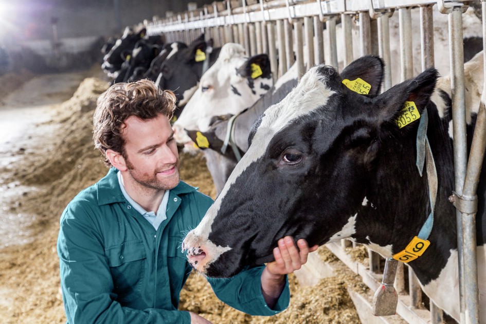 Dairy - Precision Feeding in robotic milking herds - TN Canada