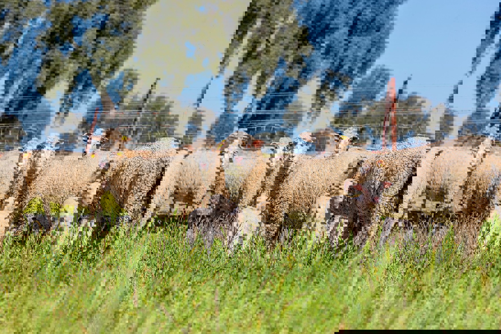 Small Ruminants Tn Canada